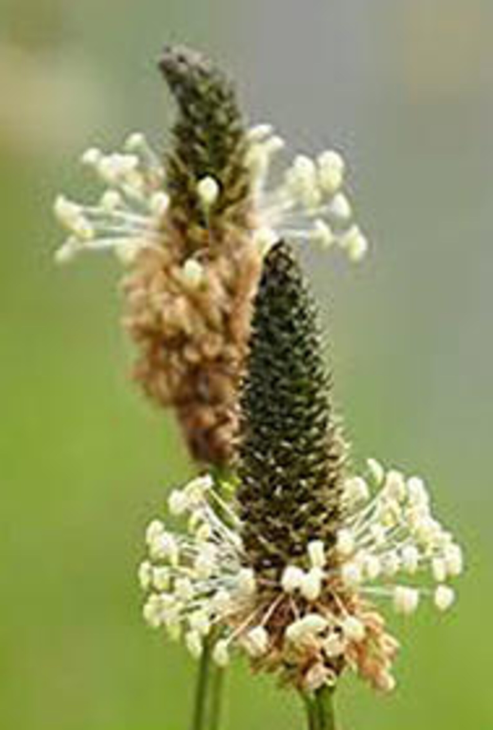 English Plantain Plantago Lanceolata Seeds - Etsy
