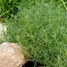 Saltwort, Salsola Komarovii - Seeds - Etsy