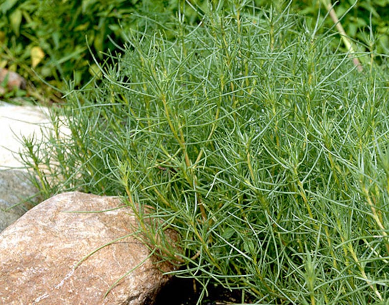 Saltwort Salsola Komarovii Seeds - Etsy