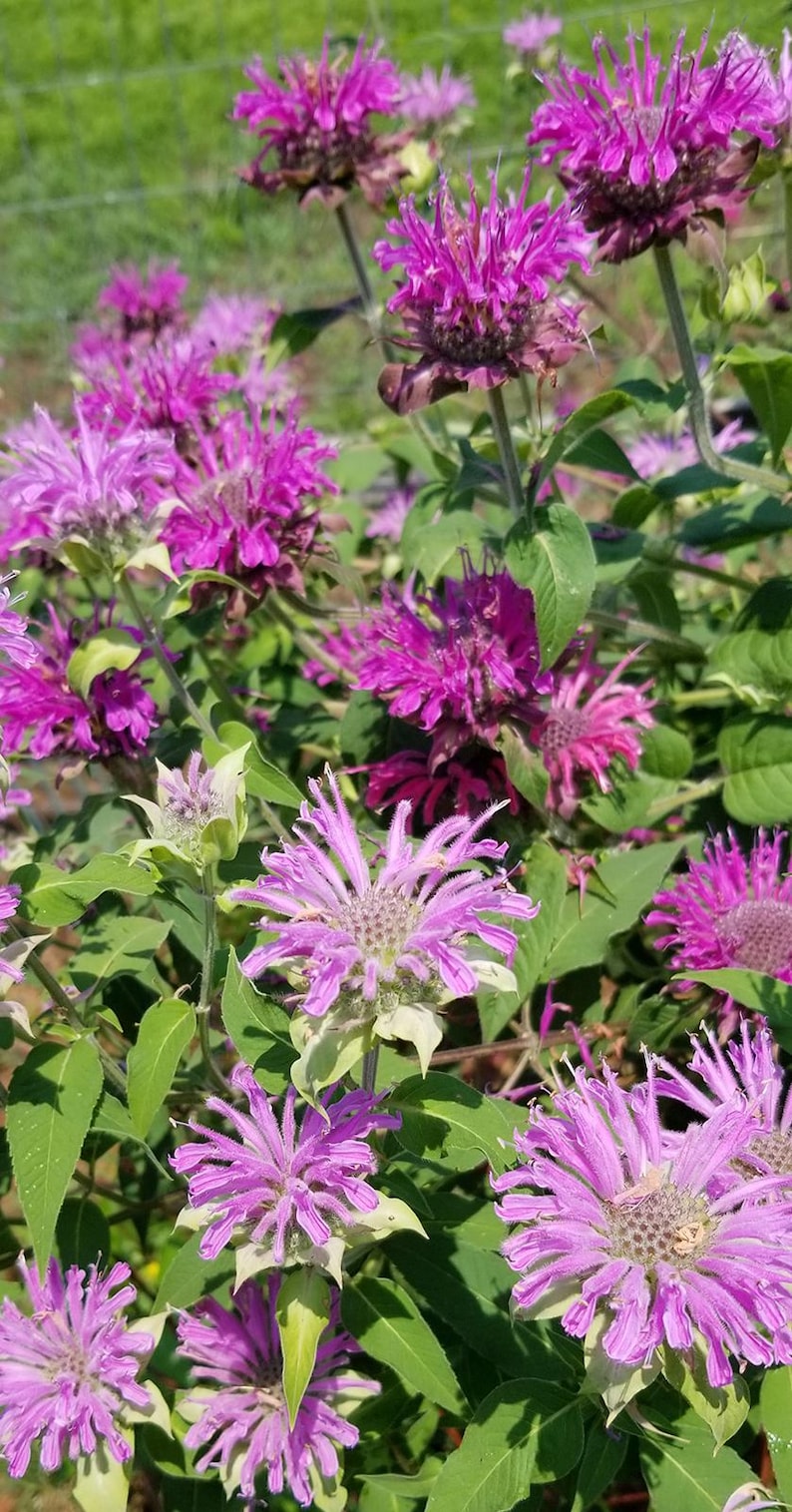 Bergamot - Monarda Fistula - Mix Colors - Bee Balm - Etsy