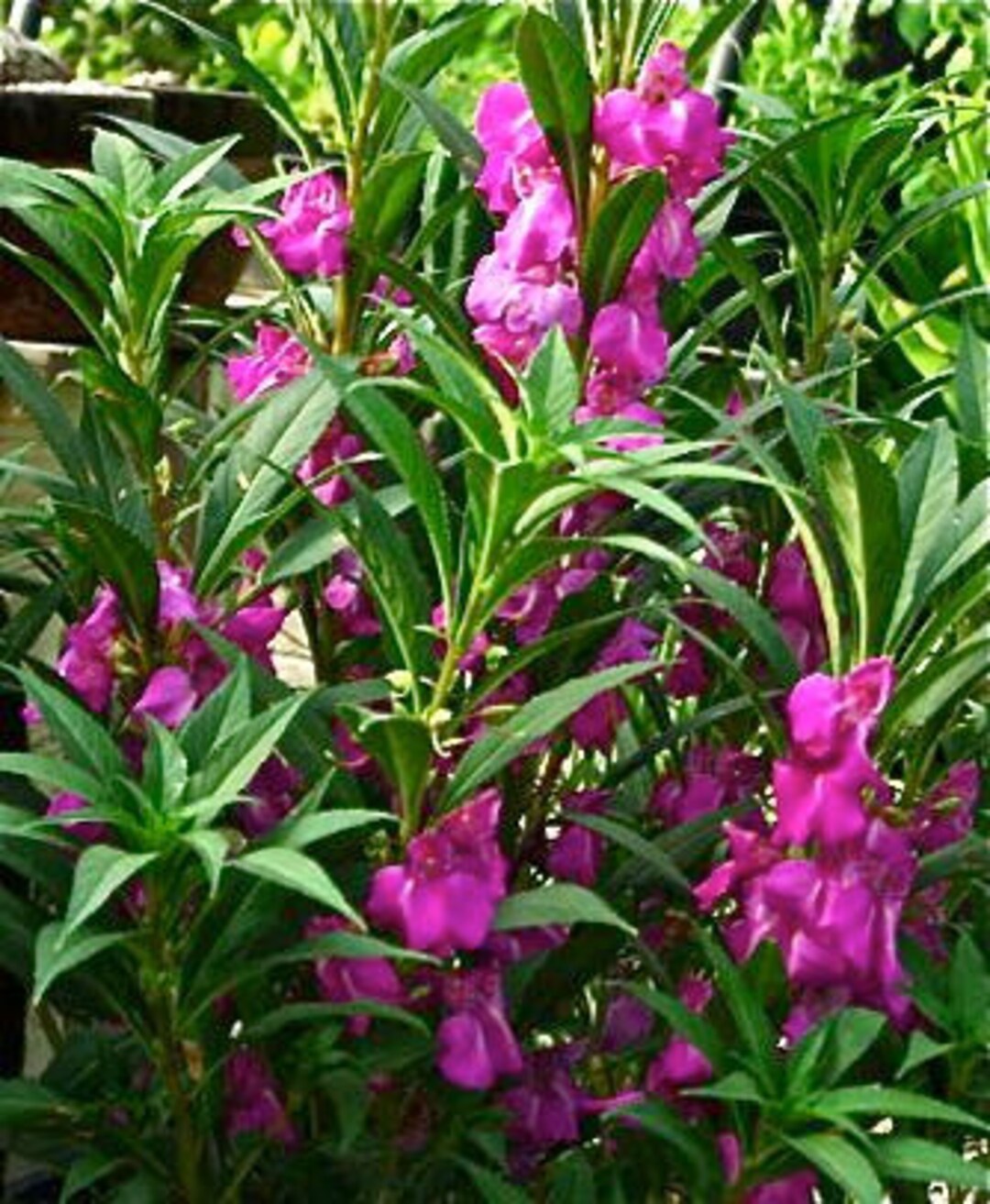 Chinese Balsam Seeds - Impatiens Balsamina - Seeds - Etsy