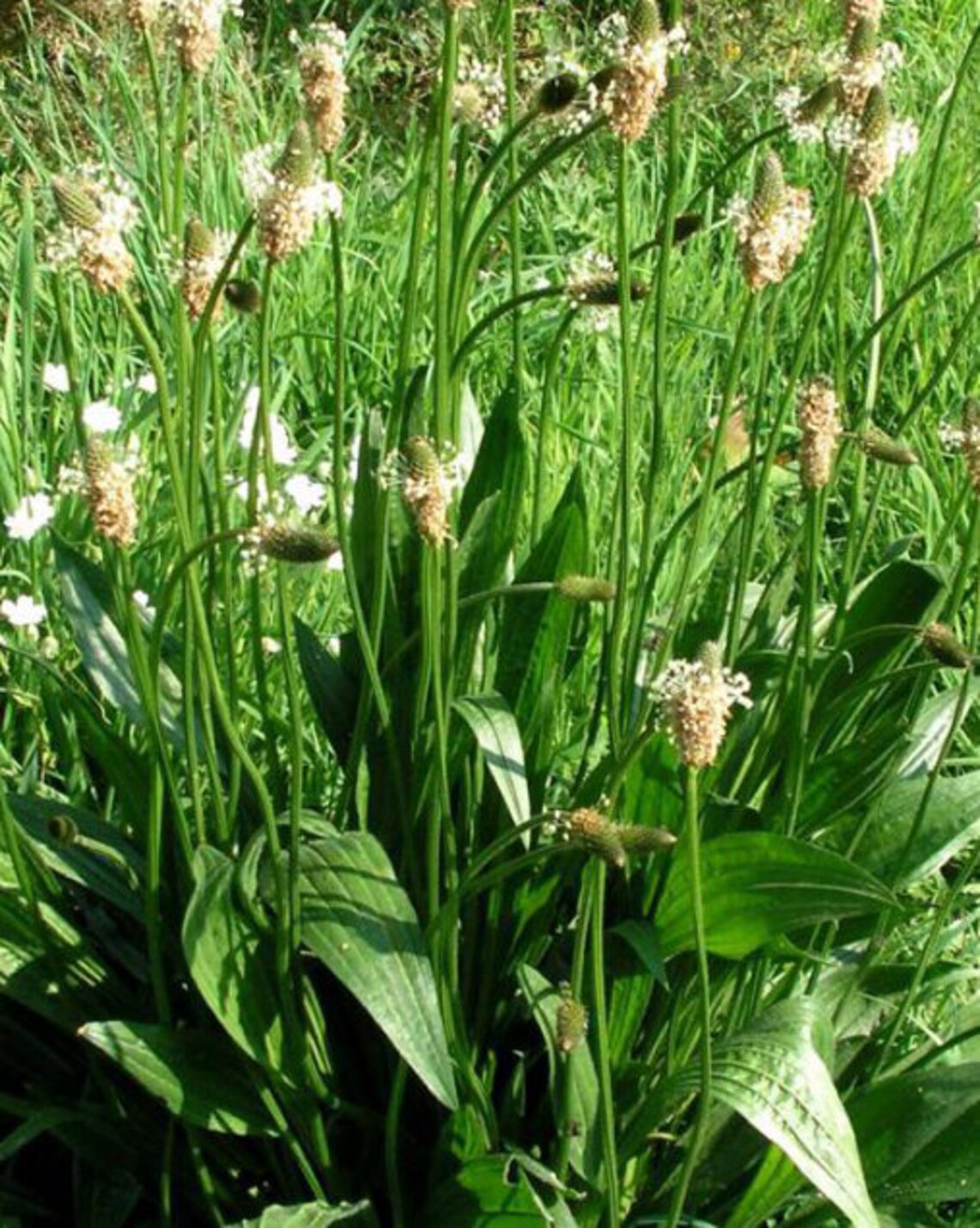 English Plantain Plantago Lanceolata Seeds - Etsy