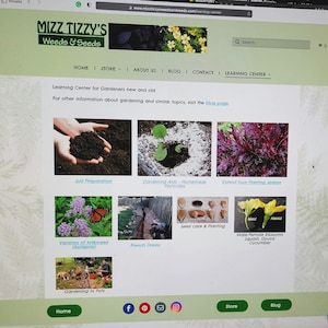 Saltwort, Salsola Komarovii - Seeds - Etsy