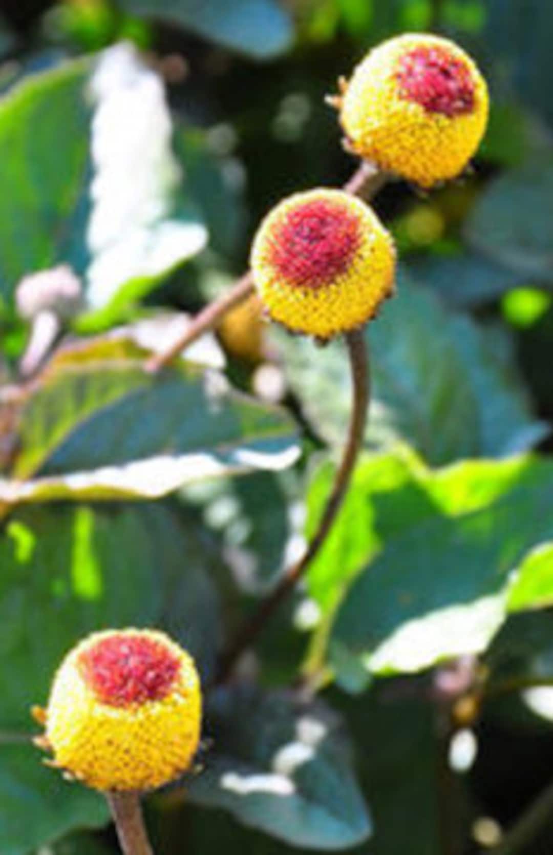 Toothache Plant - Spilanthes Oleracea - Seeds - Etsy
