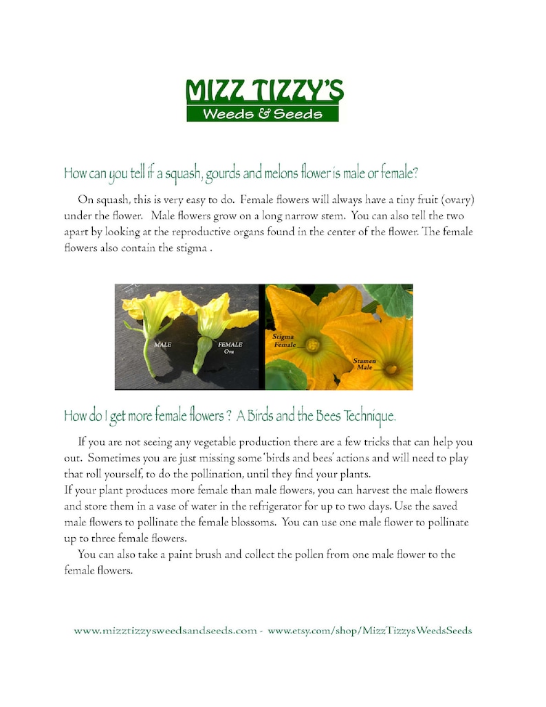 Cherokee, North Georgia Candy Roaster Squash . Cucurbita Maxima - Etsy