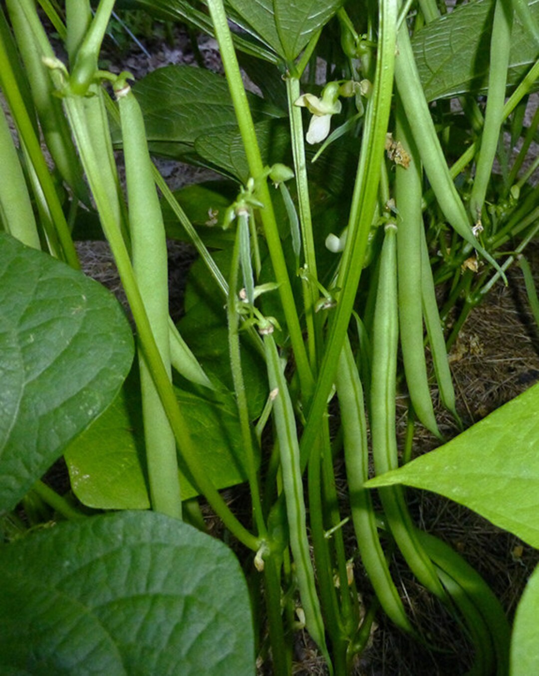 Bean - ’strike' French Filet - Bush Bean - Seeds - Etsy