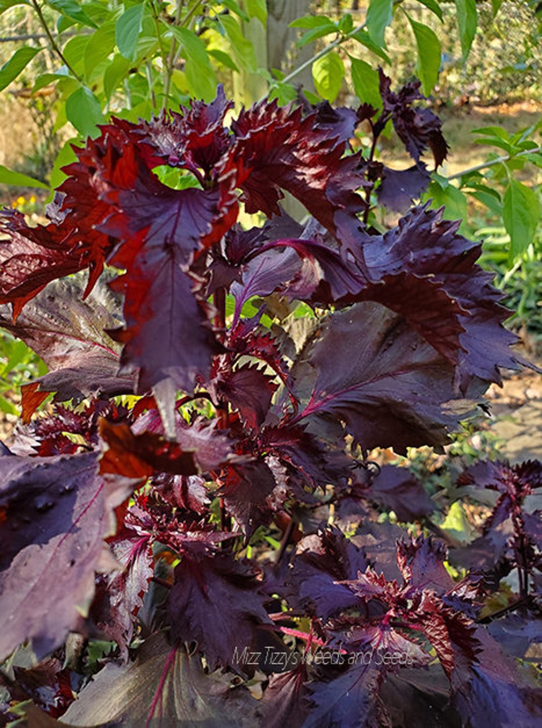 Shiso Seeds - Red - Perilla Frutescens -- Medicinal Herb - Seeds - Etsy