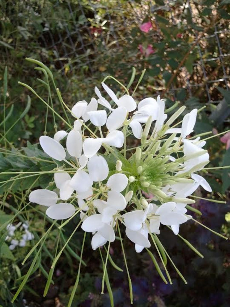 Cleome Seeds white Queen cleome Hassleriana - Etsy