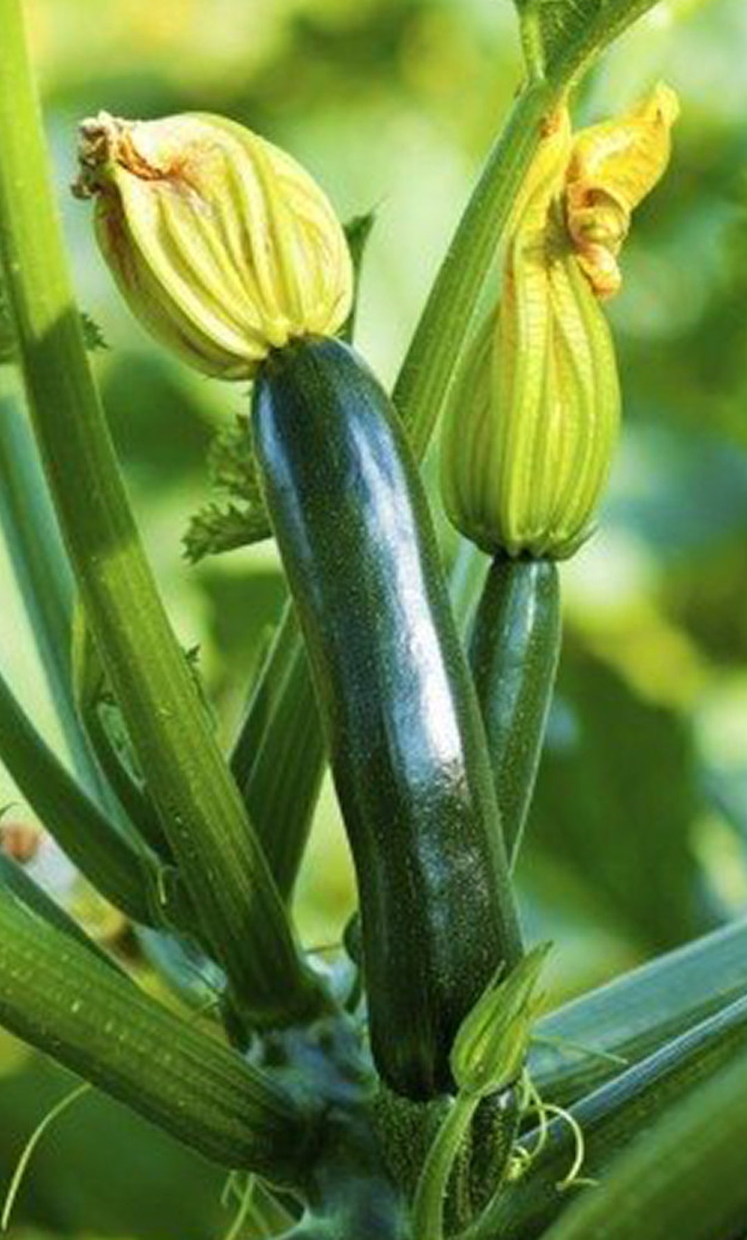 Raven - Container Zucchini Summer Squash SEEDS - Etsy