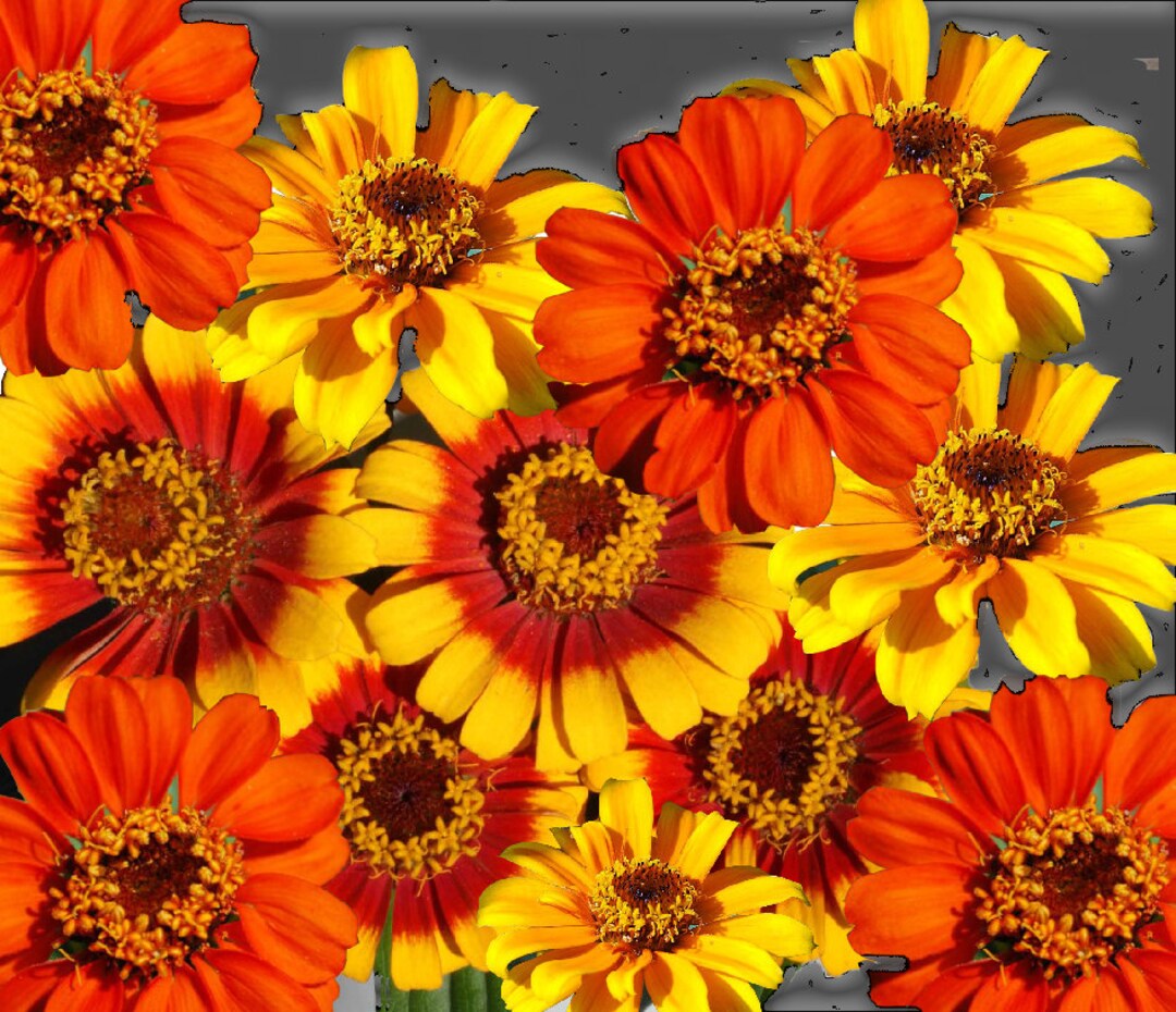 Fiesta Bouquet - Zinnia - Etsy