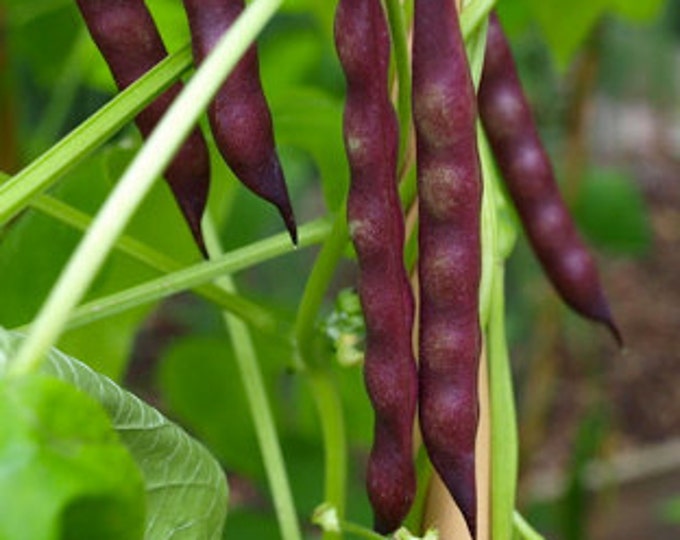 10 White Sword Bean Seeds Sword Bean Canavalia Gladiata - Etsy