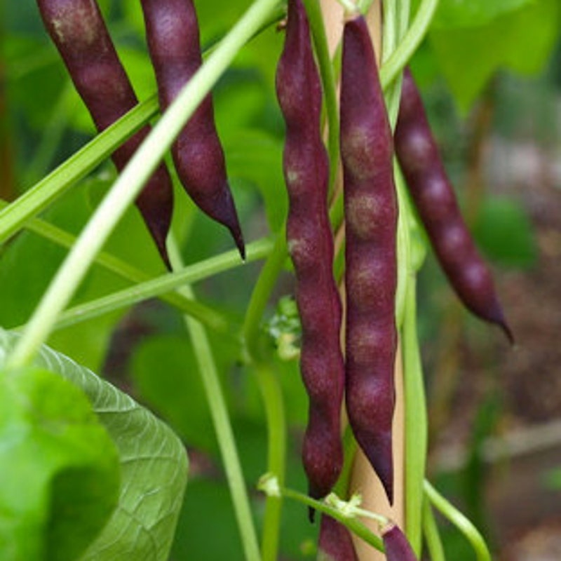 Cherokee Tears - Etsy