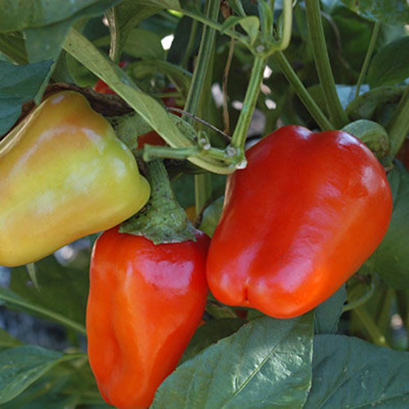 Pimento Pepper Plant - Etsy