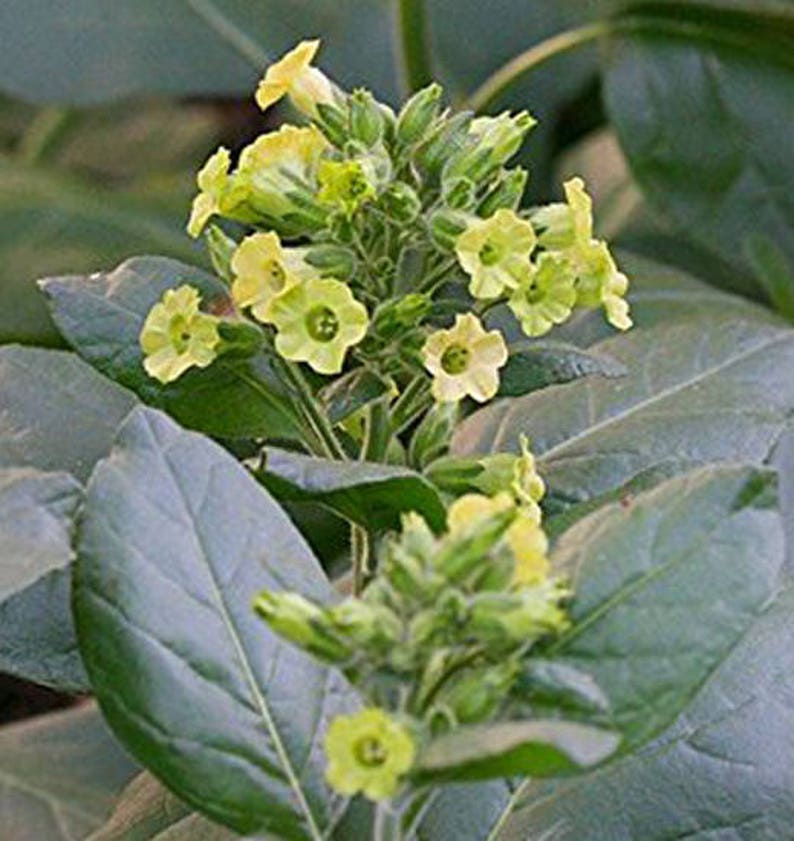 Nicotiana Rustica Midewiwan Sacred Tobacco Seeds - Etsy