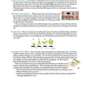 Cherokee, North Georgia Candy Roaster Squash . Cucurbita Maxima - Etsy