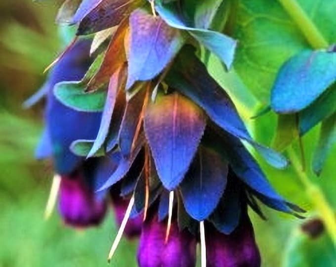 Cerinthe Major Purpurascens Seeds - Etsy Canada