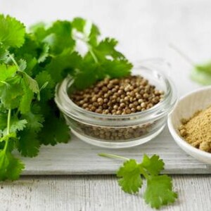 Cilantro/coriander Seeds - Santo Monogerm -- Medicinal Herb - Etsy
