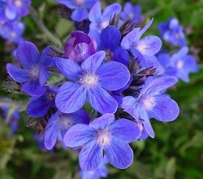 Anchusa SEEDS - “blue Angel” - Bugloss - Alkanet - Etsy