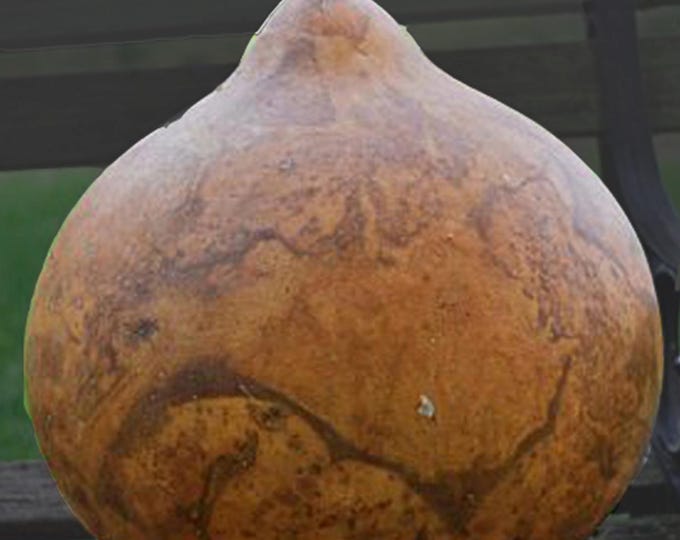 Large Apple Gourd Seeds - Etsy