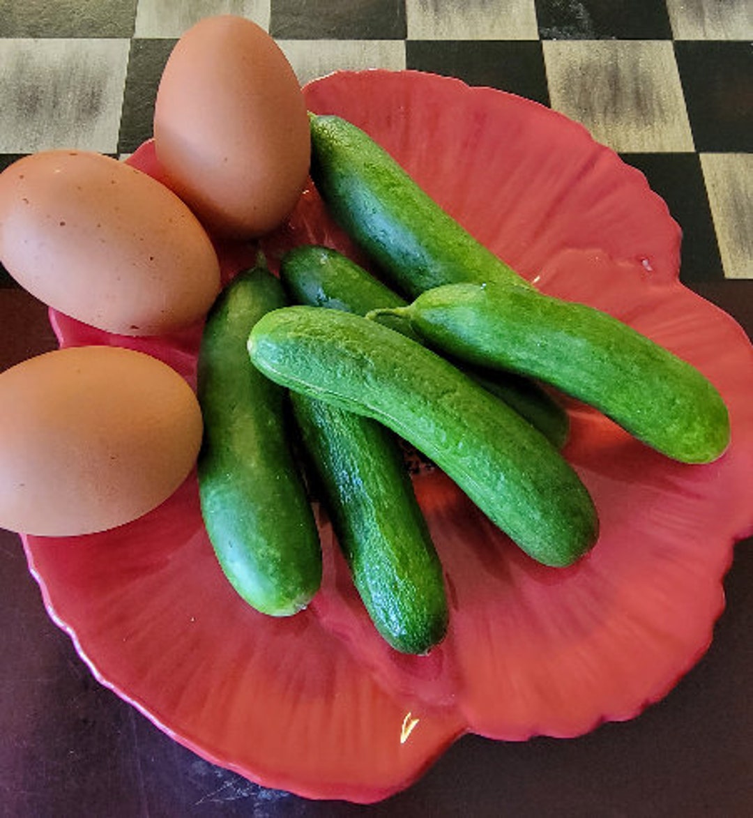 MINI ME - Cucumber - Cucumis Sativus - Etsy