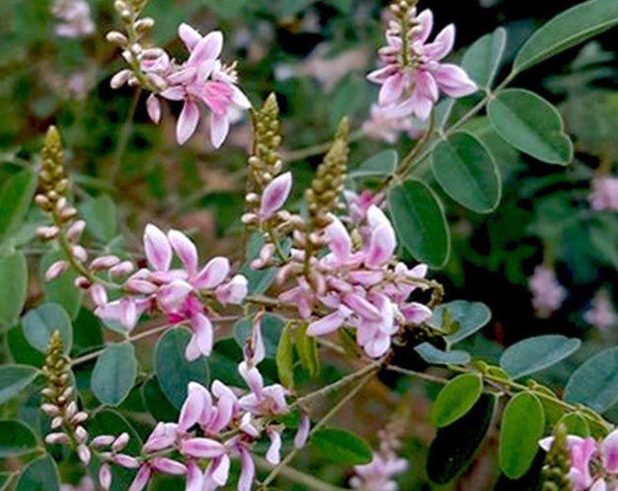 Indigofera Plant - Etsy