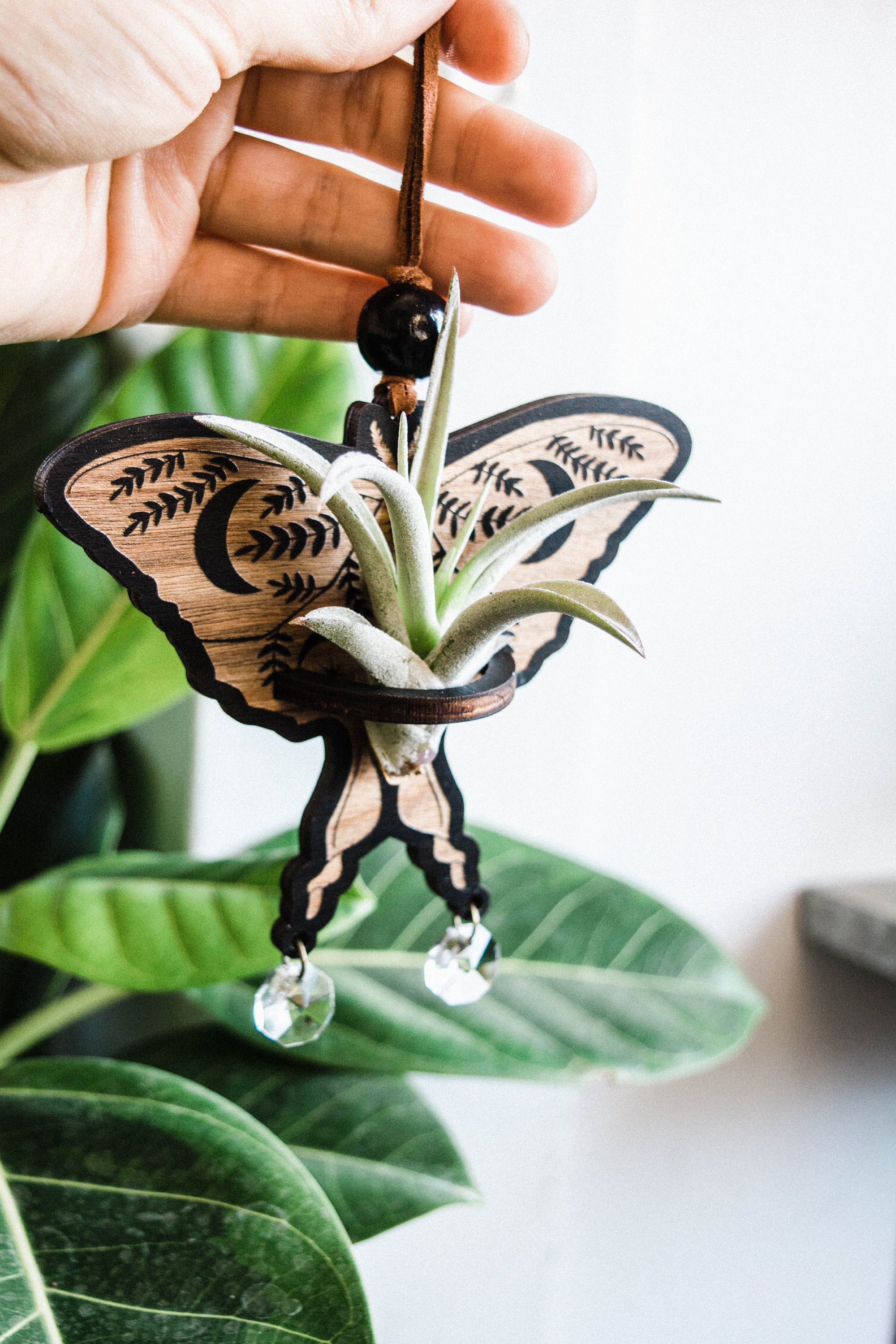 Luna Moth Airplant Holder Gift for Entomology Lover Hanging Bug Wall ...
