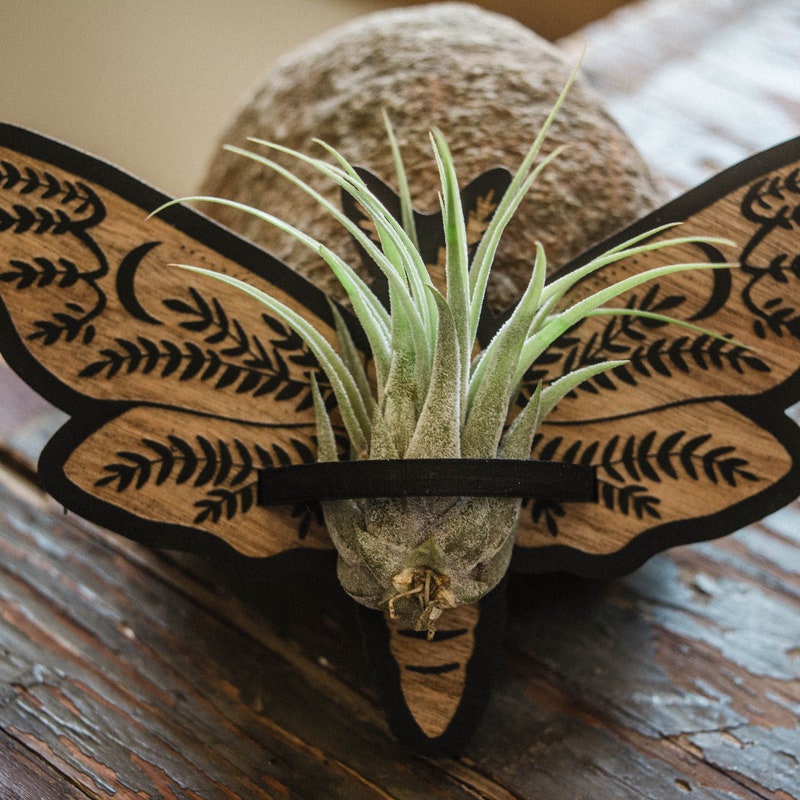 Air Plant Frame - Etsy