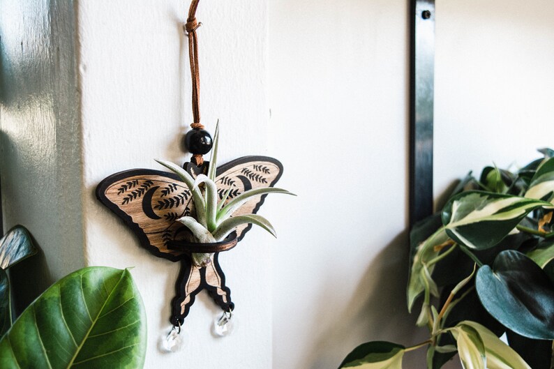 Luna Moth Airplant Holder Gift for Entomology Lover Hanging Bug Wall ...
