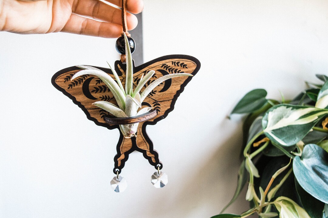 Luna Moth Airplant Holder Gift for Entomology Lover Hanging Bug Wall ...