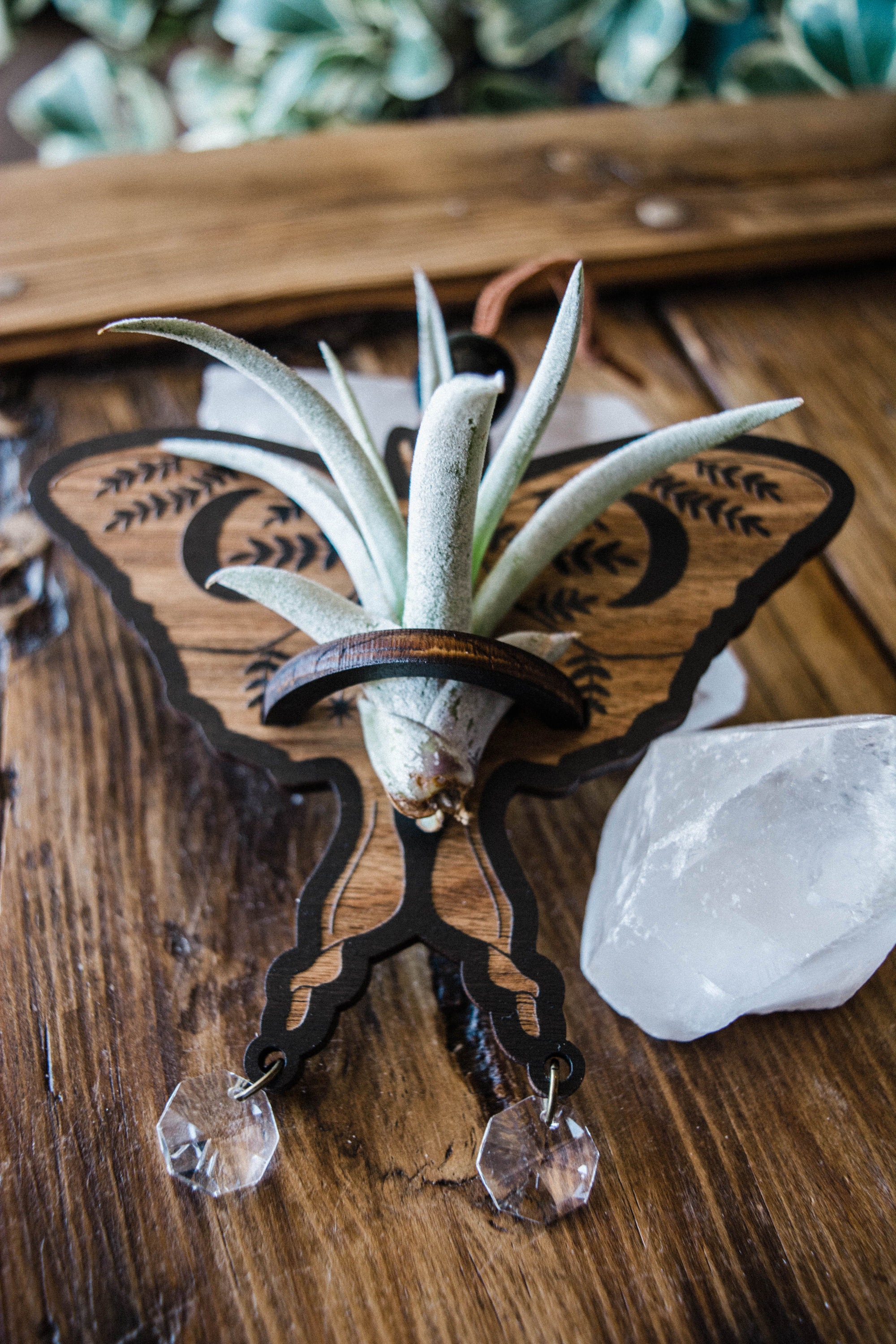 Luna Moth Airplant Holder Gift for Entomology Lover Hanging Bug Wall ...