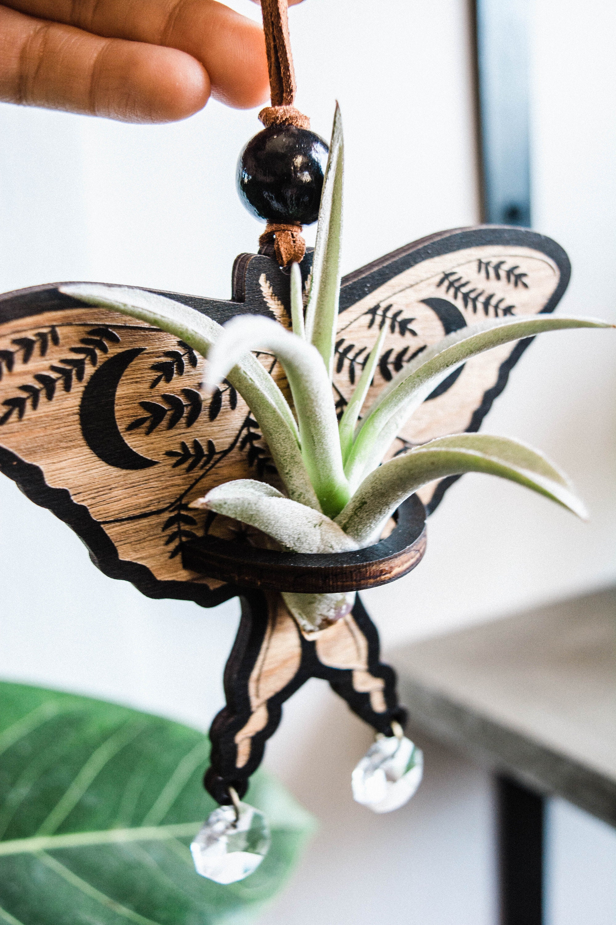 Luna Moth Airplant Holder Gift for Entomology Lover Hanging Bug Wall ...