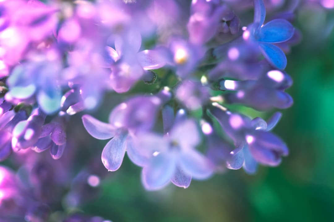 Lilac Photograph Fine Art Abstract Photography - Etsy