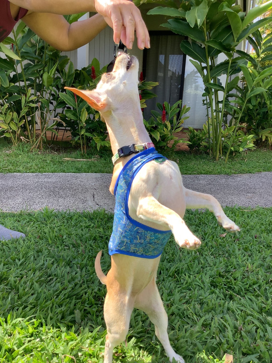 Iridescent Blue and Gold Dragonfly Print Dog Harnesses and Harness ...