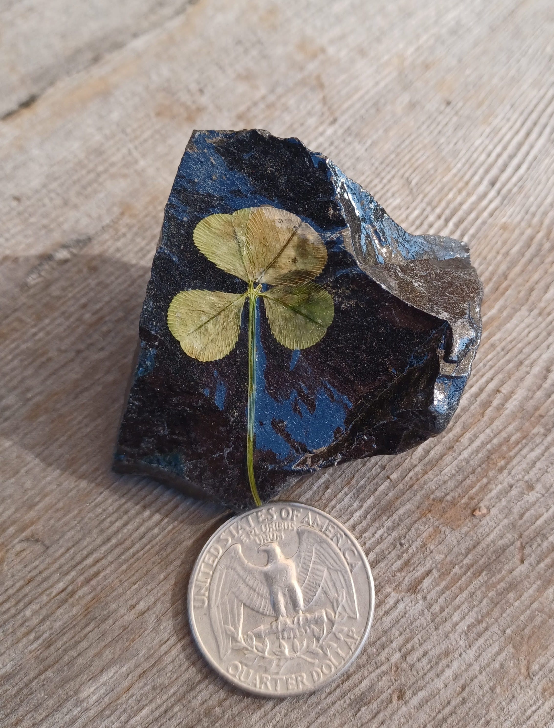 GENUINE Four-leaf Clover Stone Paperweights - Etsy