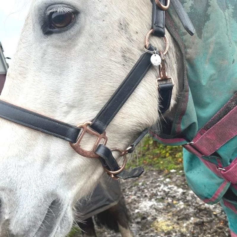 Halter Name Tag Horse - Etsy UK