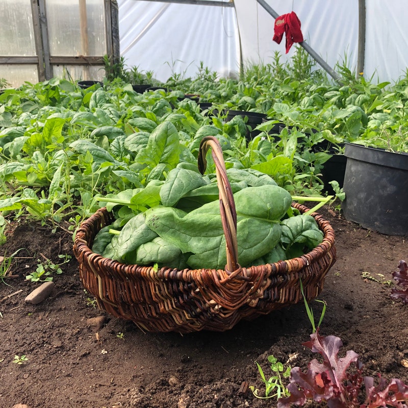 Foraging Basket - Etsy UK