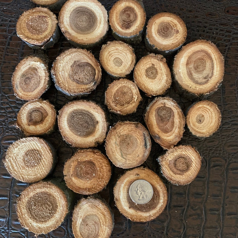 Log Slices - Etsy
