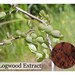 Logwood Extract Natural Dye Extract 1 2 or 4 Ounce | Etsy