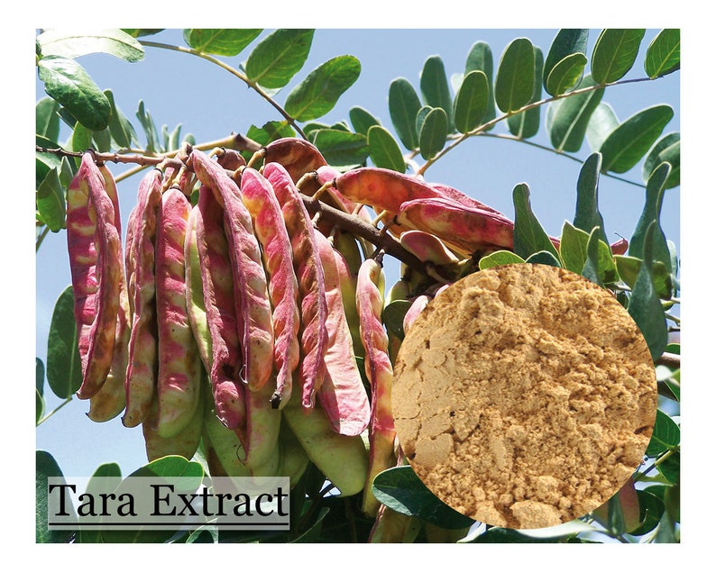 Tara Extract - Tannin Mordant - Natural Dye - 1 Ounce - Etsy