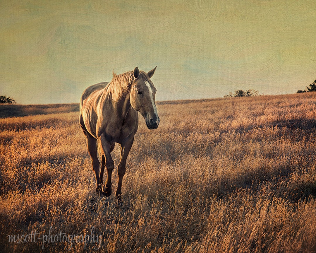 Horse Photography Equine Art Rustic Home Decor Horse - Etsy