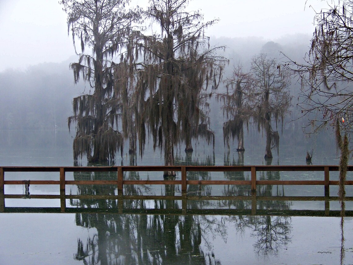 Foggy Swamp Spanish Moss Mossy Swamp Wooden Fence 8x10 Luster Print ...