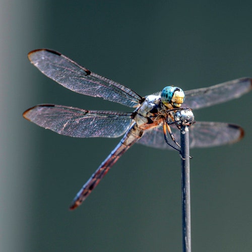 Dragonfly 83 Print | Etsy