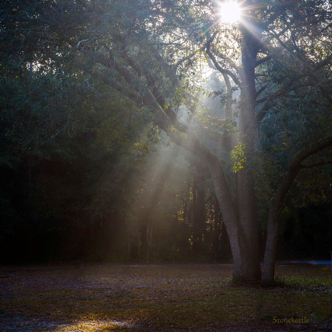 Sunlight Through Oaks - Etsy