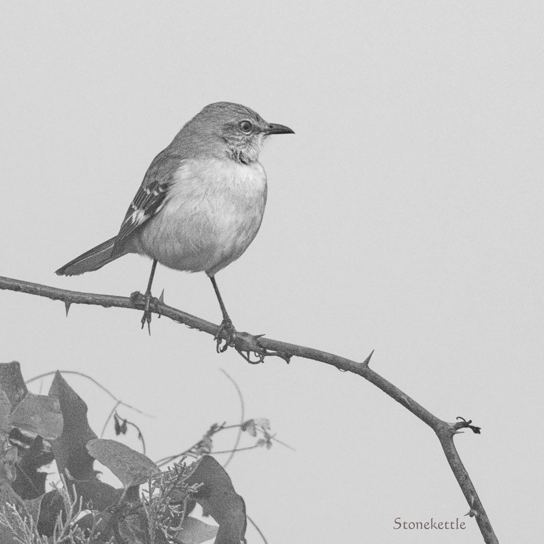 Northern Mockingbird #1 Print - Etsy