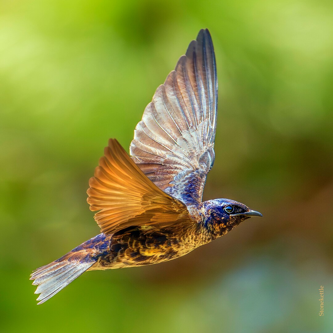 Purple Martin #24-20 PRINT - Etsy