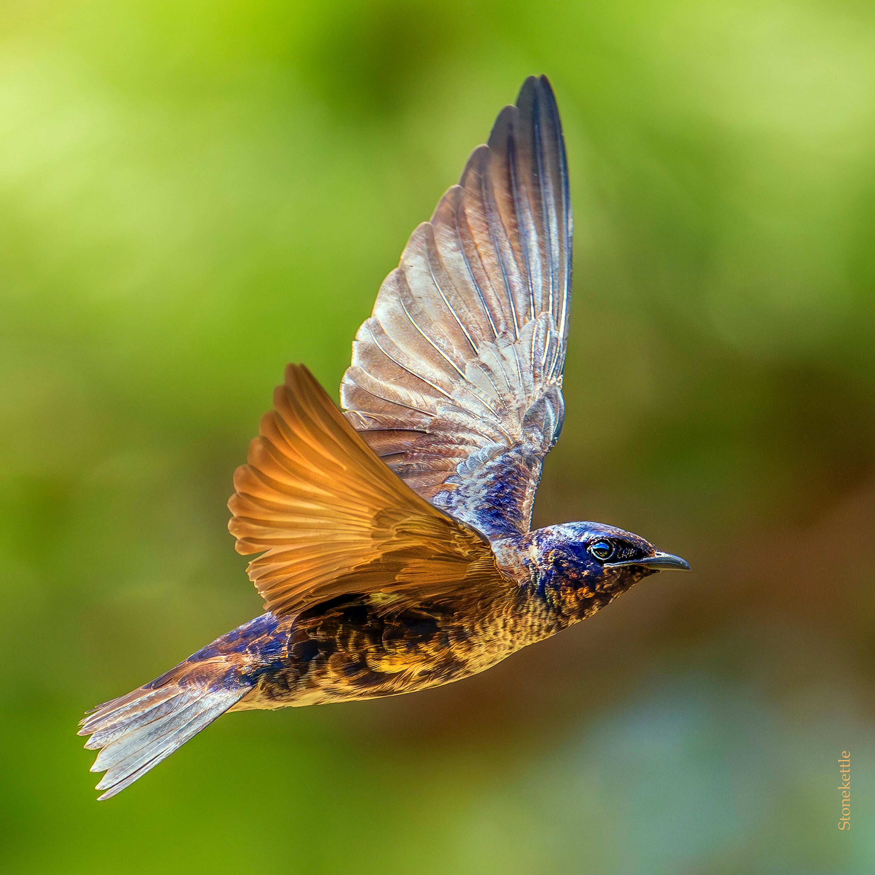 Purple Martin #24-20 PRINT - Etsy