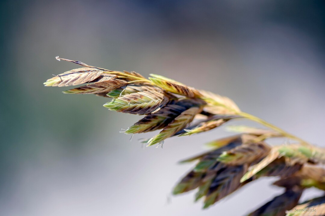 Sea Oats #1 Print (large) - Etsy