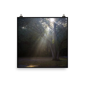 Sunlight Through Oaks - Etsy
