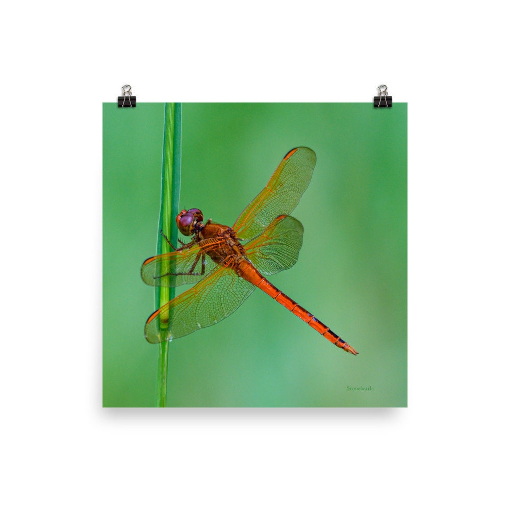 Dragonfly 23 Print - Etsy