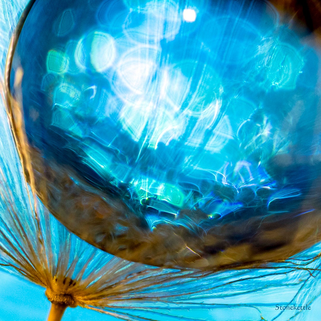 Dandelion #43 Print - Etsy